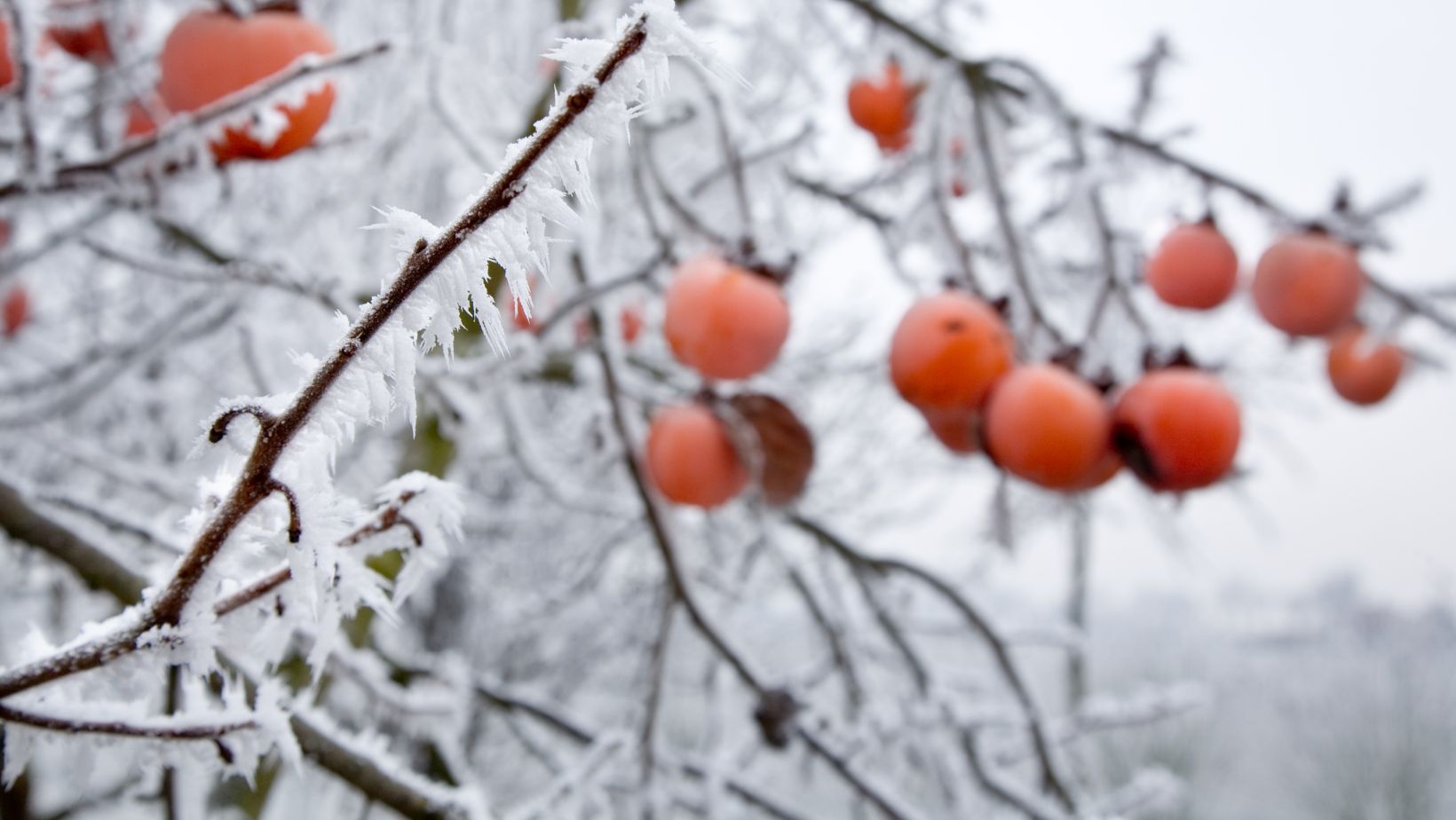 1.1. Hybridation et sélection de kakis | Bois de Rode Bos