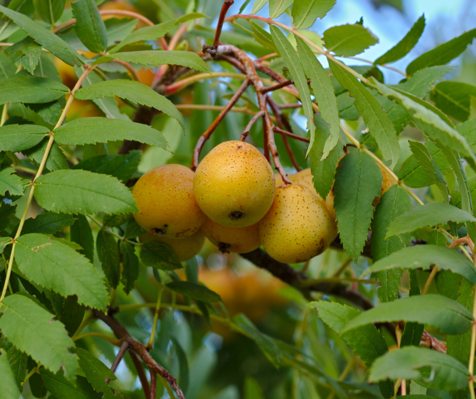 Cormier (Sorbus Domestica)
