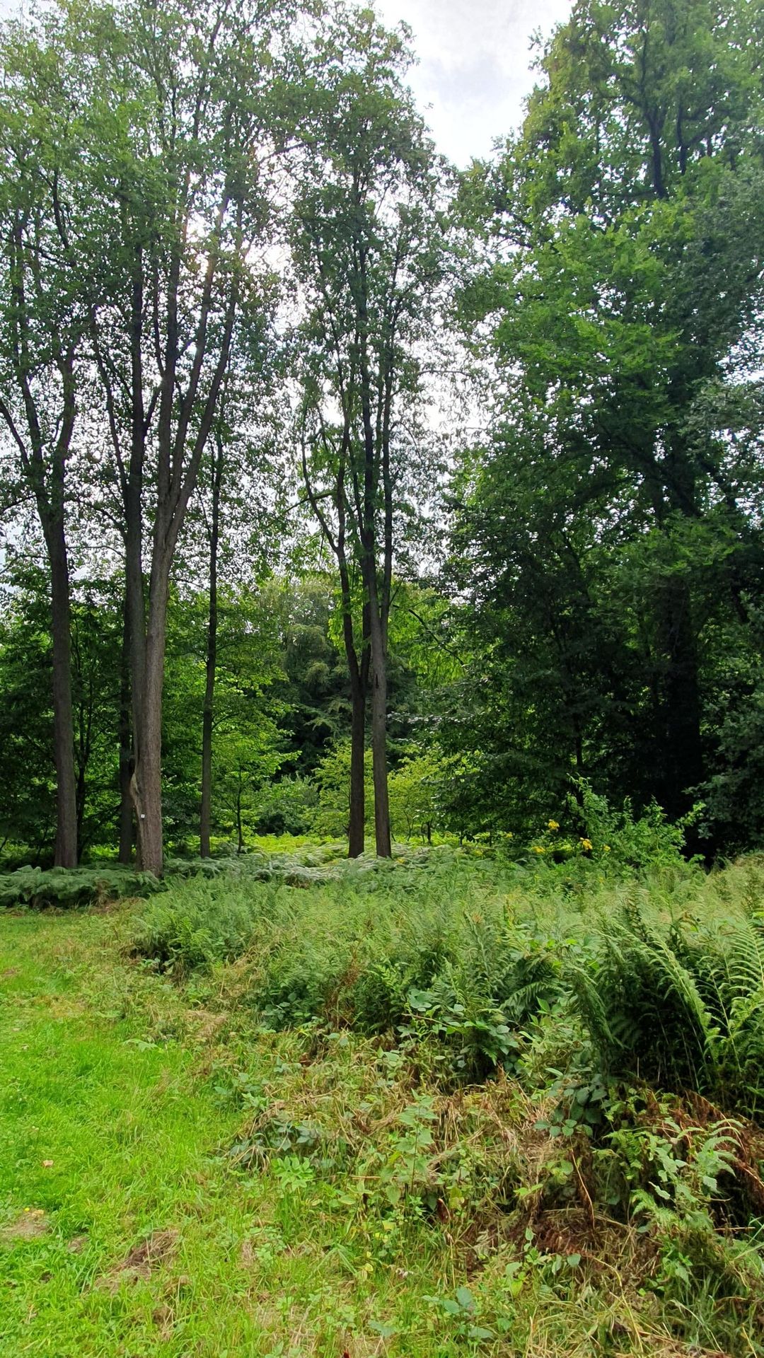 Cormier (Sorbus Domestica)
