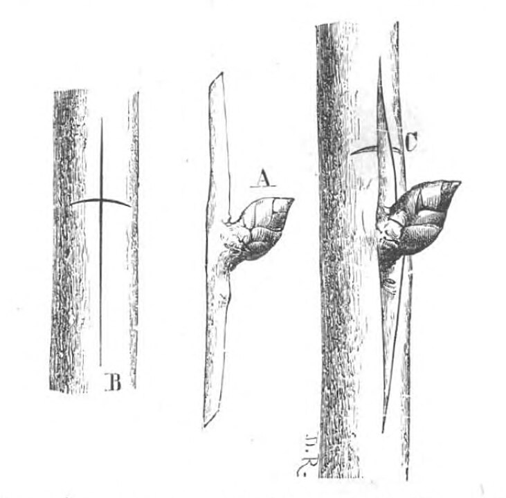 Comment greffer un arbre fruitier?