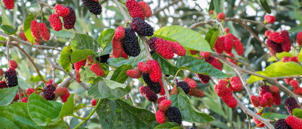 Conseils de culture du mûrier (Morus alba, rubra, nigra)