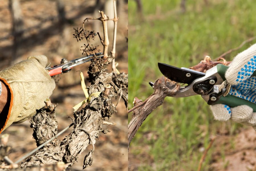 Taille d'hiver de la vigne (Partie 1) | Bois de Rode Bos