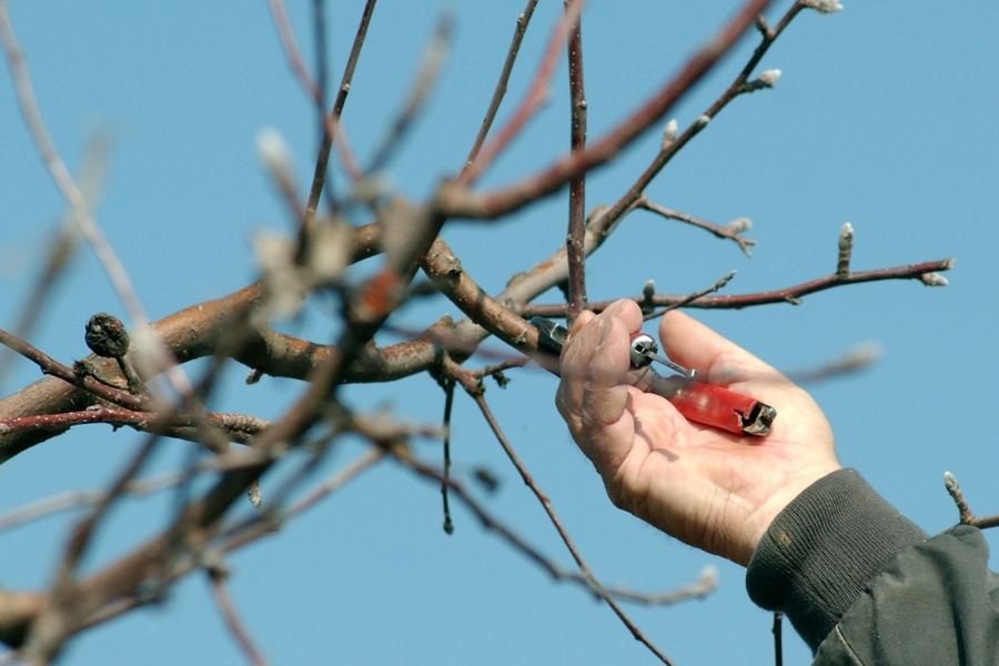 Taille des arbres fruitiers communs | Bois de Rode Bos