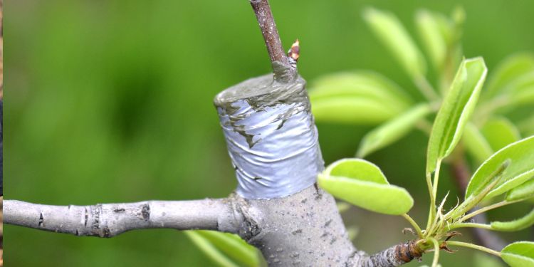 Greffe des fruitiers sauvage et sur pied (partie 2) | Bois de Rode Bos