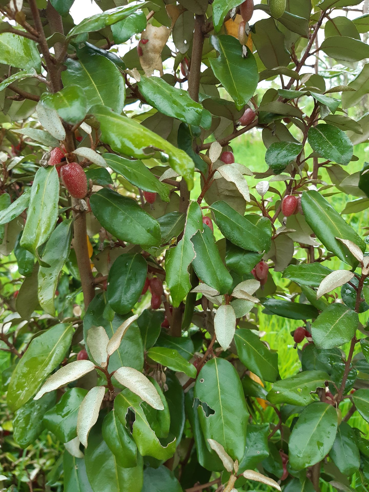 Elaeagnus umbellata, multiflora etc.