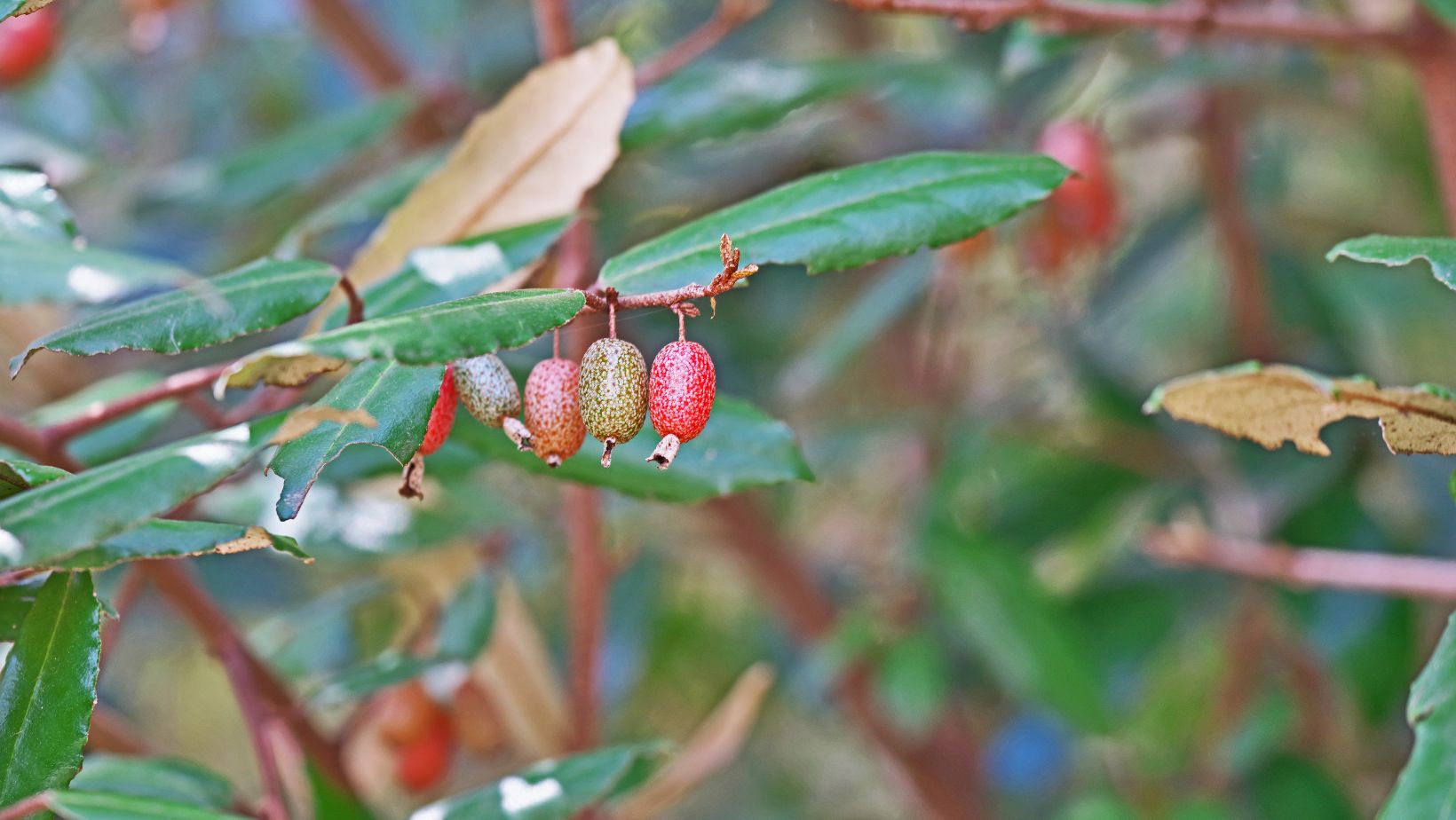 Elaeagnus umbellata, multiflora etc.