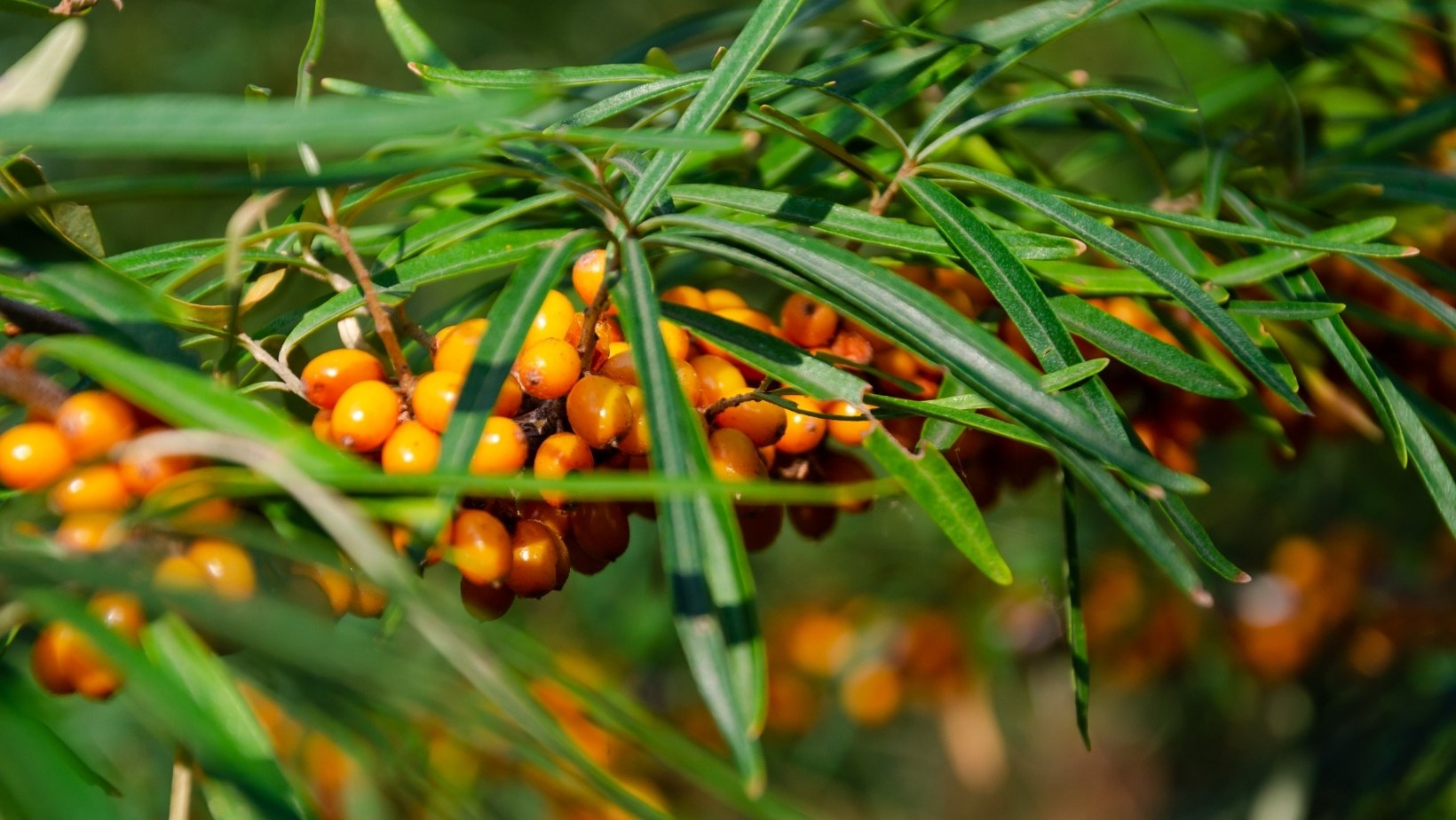 L'argousier en Belgique et ailleurs (Hippophae Rhamnoides)