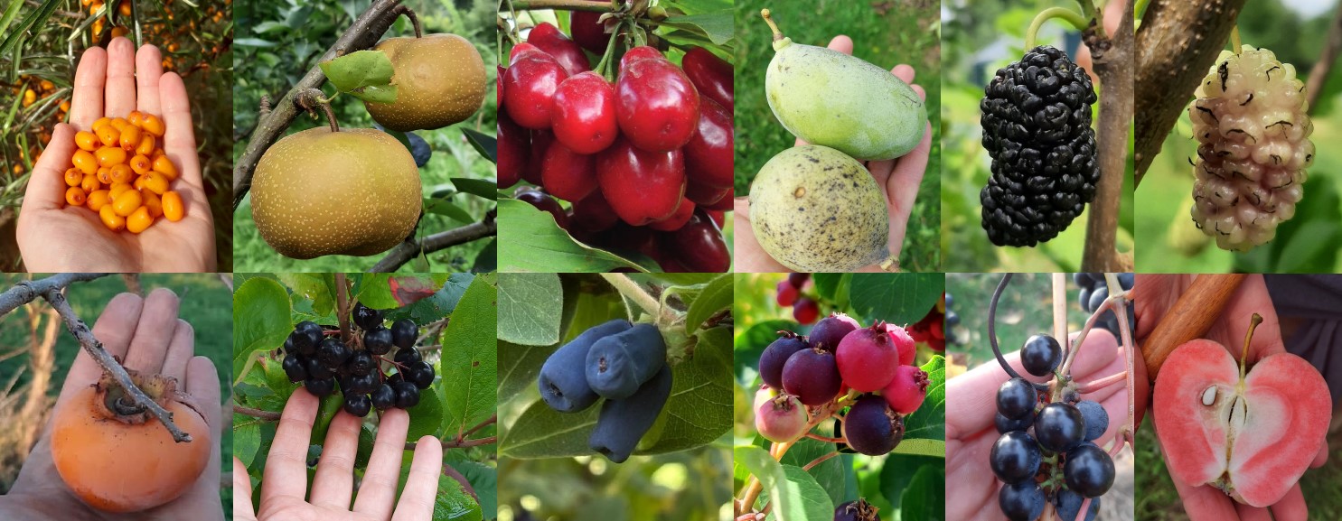Introductie tot bijzondere fruitbomen | Bois de Rode Bos