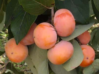 Kakiboom kopen