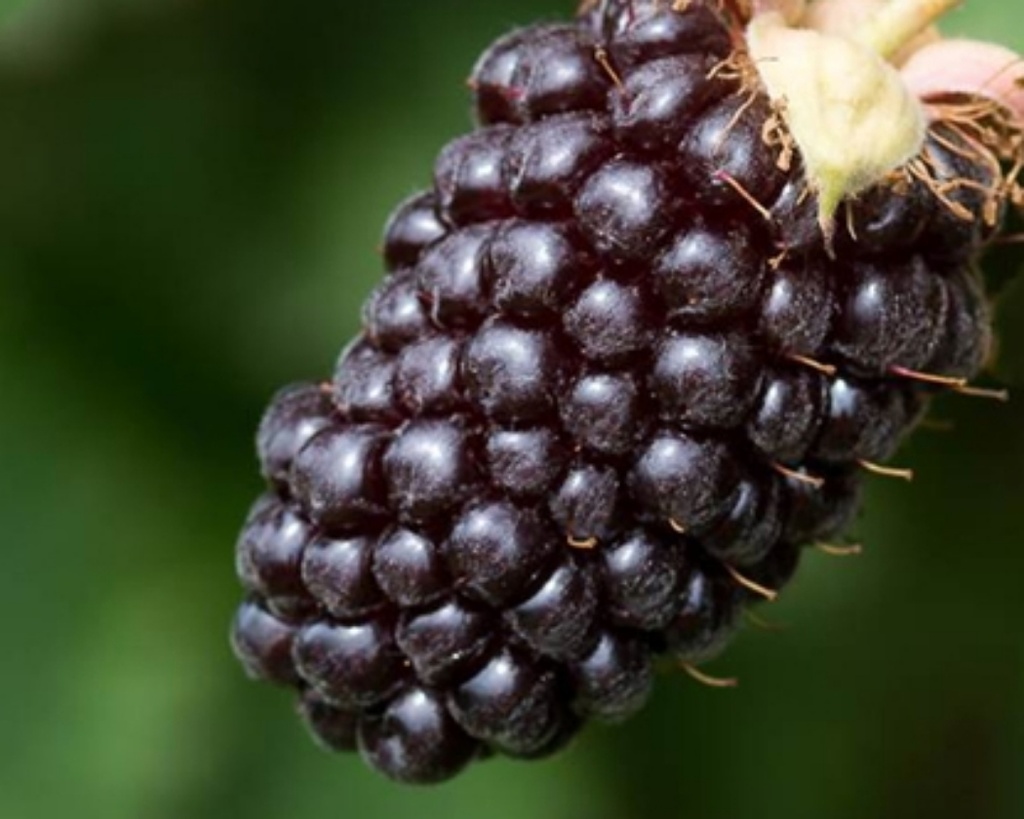 Boysenberry | Bois de Rode Bos