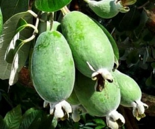 Feijoas kopen - Acca Selowiana
