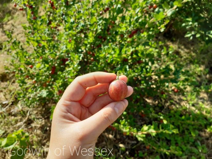 Godwin Of Wessex | Bois de Rode Bos