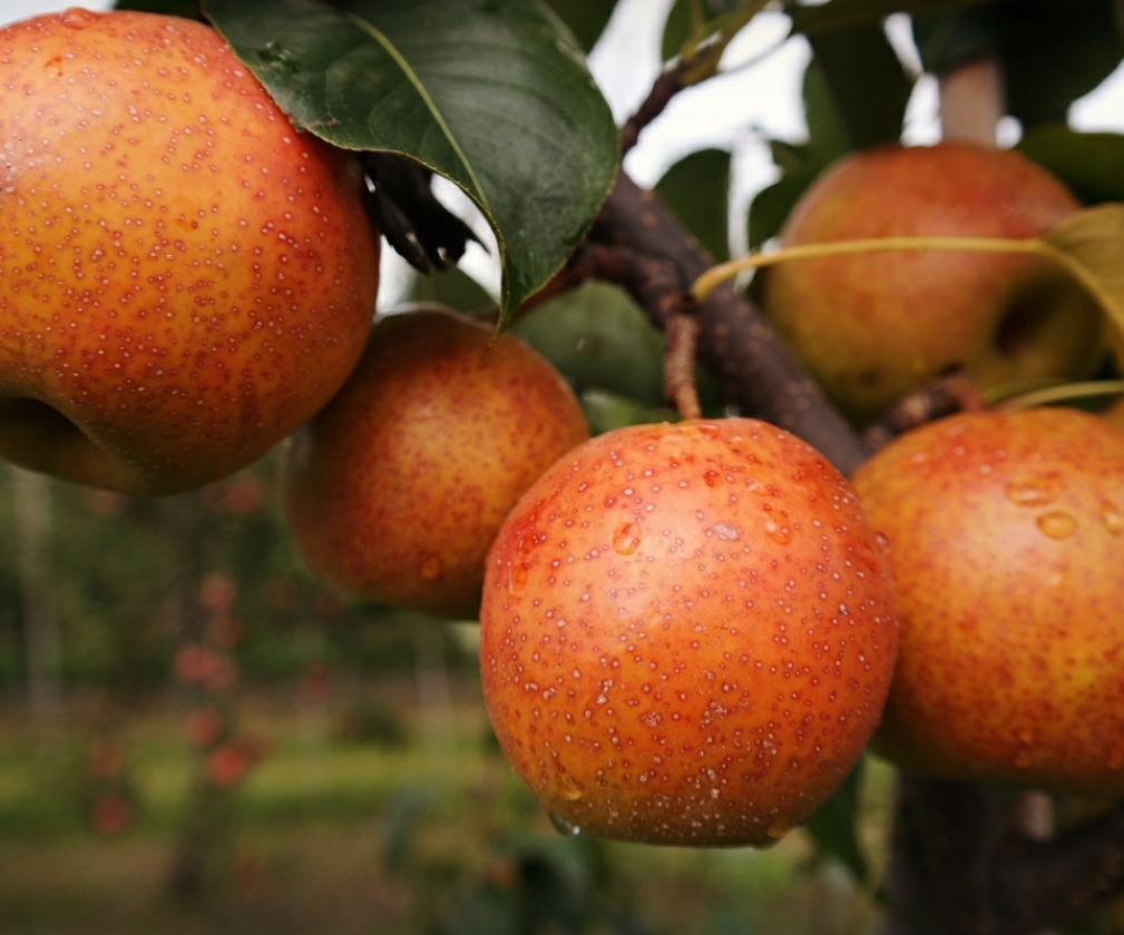 Rouge-gorge | Bois de Rode Bos