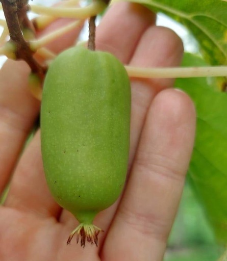 Kiwais ou mini kiwis (pépinière)