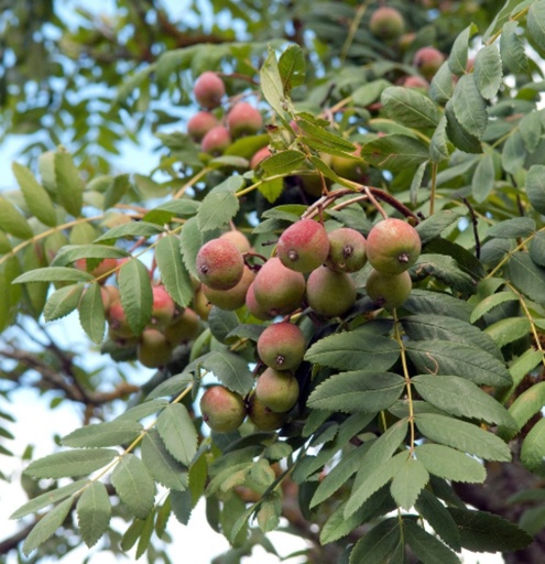 Cormiers (Sorbus Domestica)