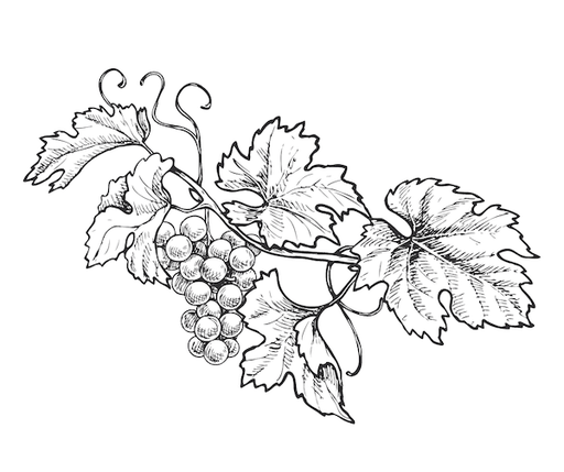 Druivelaar kopen (druiven planten)