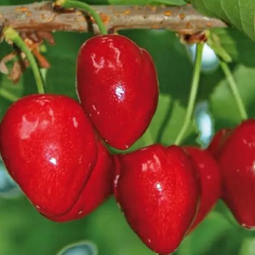 Pépinière d'arbres fruitiers à côté de Bruxelles - Belgique
