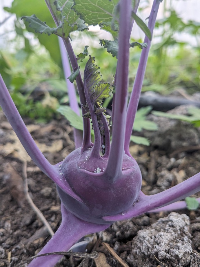 Légume annuel - Chou-rave